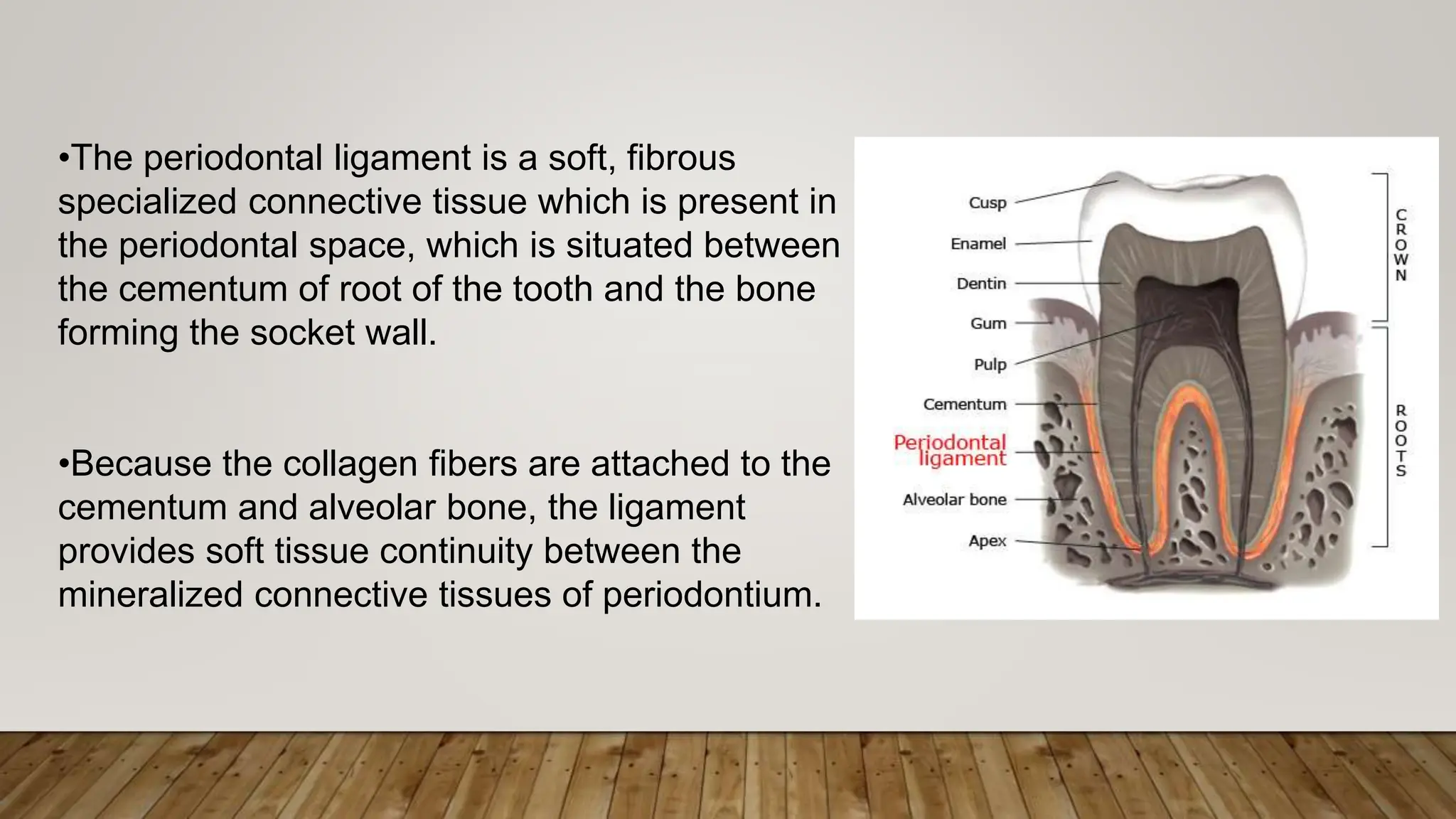 periodontal ligament and periodontium in periodontics | PPTX