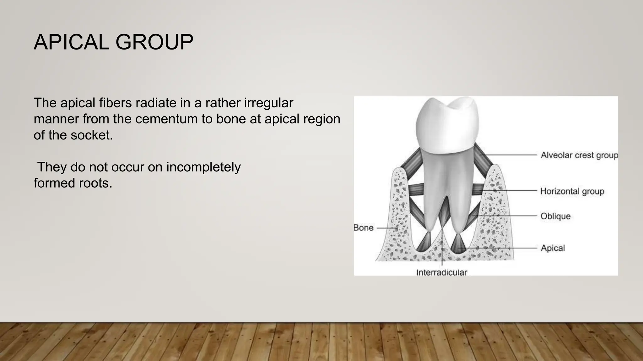 periodontal ligament and periodontium in periodontics | PPT