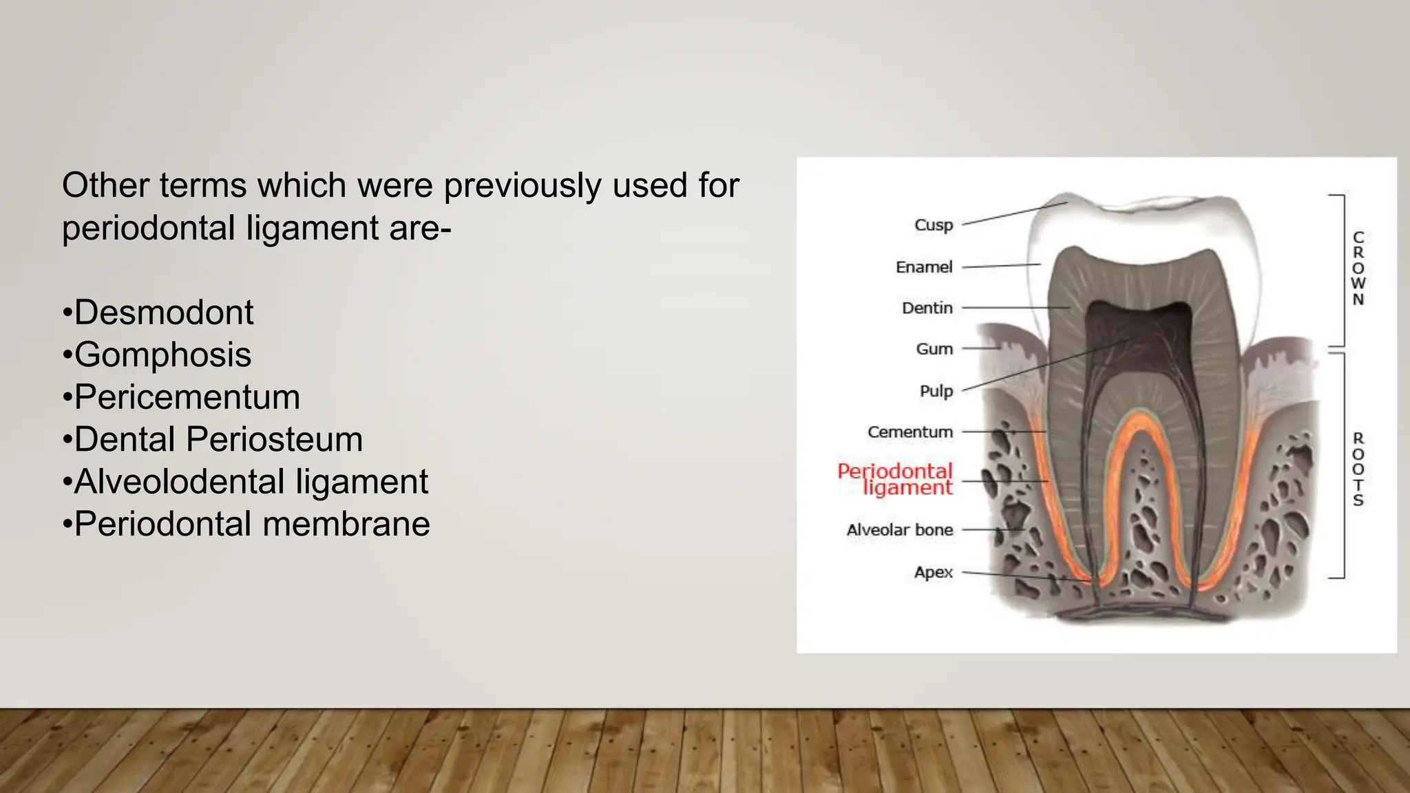 periodontal ligament and periodontium in periodontics | PPTX