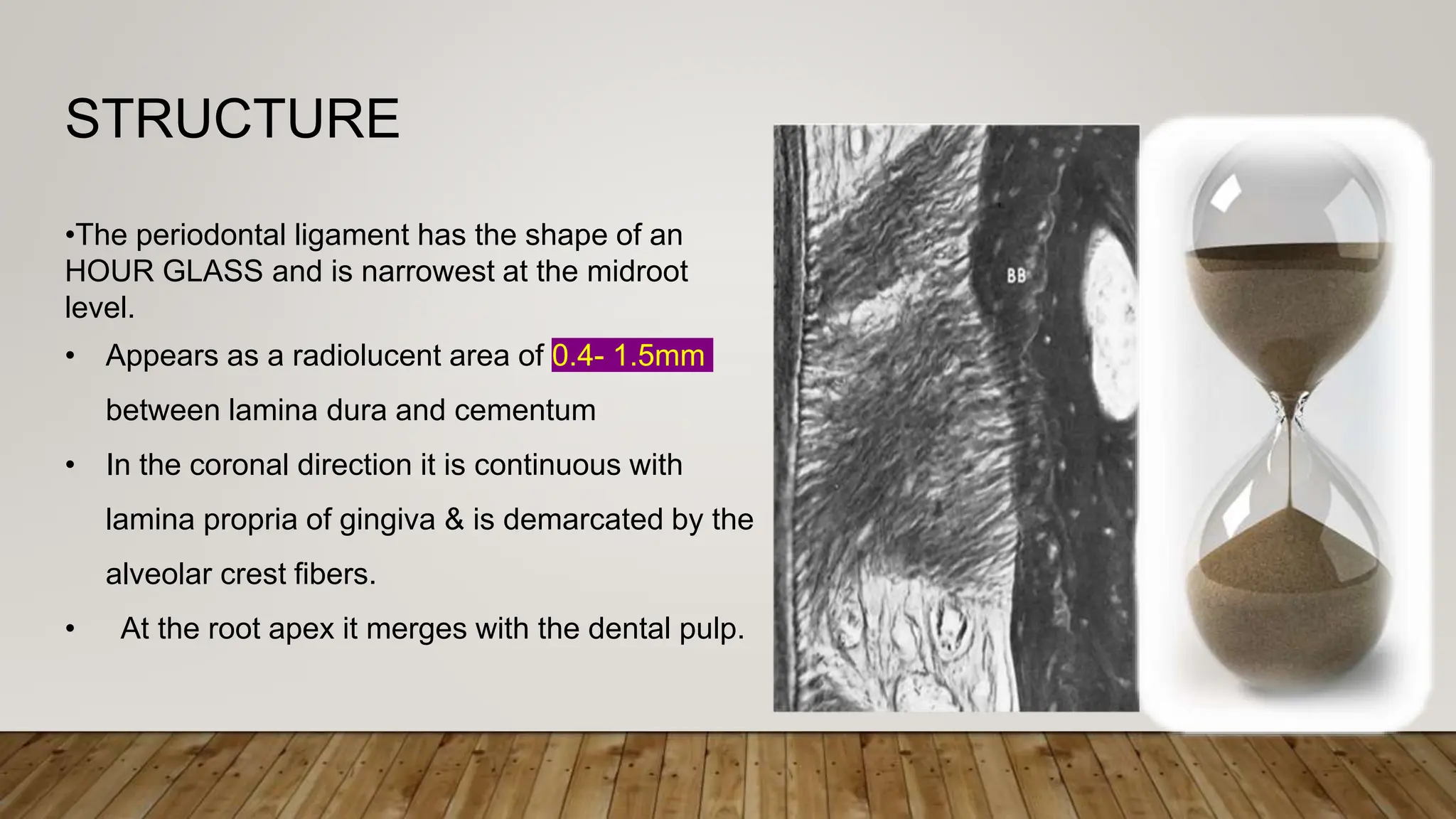 periodontal ligament and periodontium in periodontics | PPTX