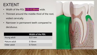 periodontal ligament and periodontium in periodontics | PPTX