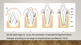periodontal ligament and periodontium in periodontics | PPTX