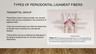 periodontal ligament and periodontium in periodontics | PPTX
