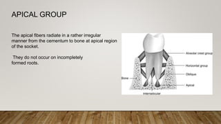 periodontal ligament and periodontium in periodontics | PPTX