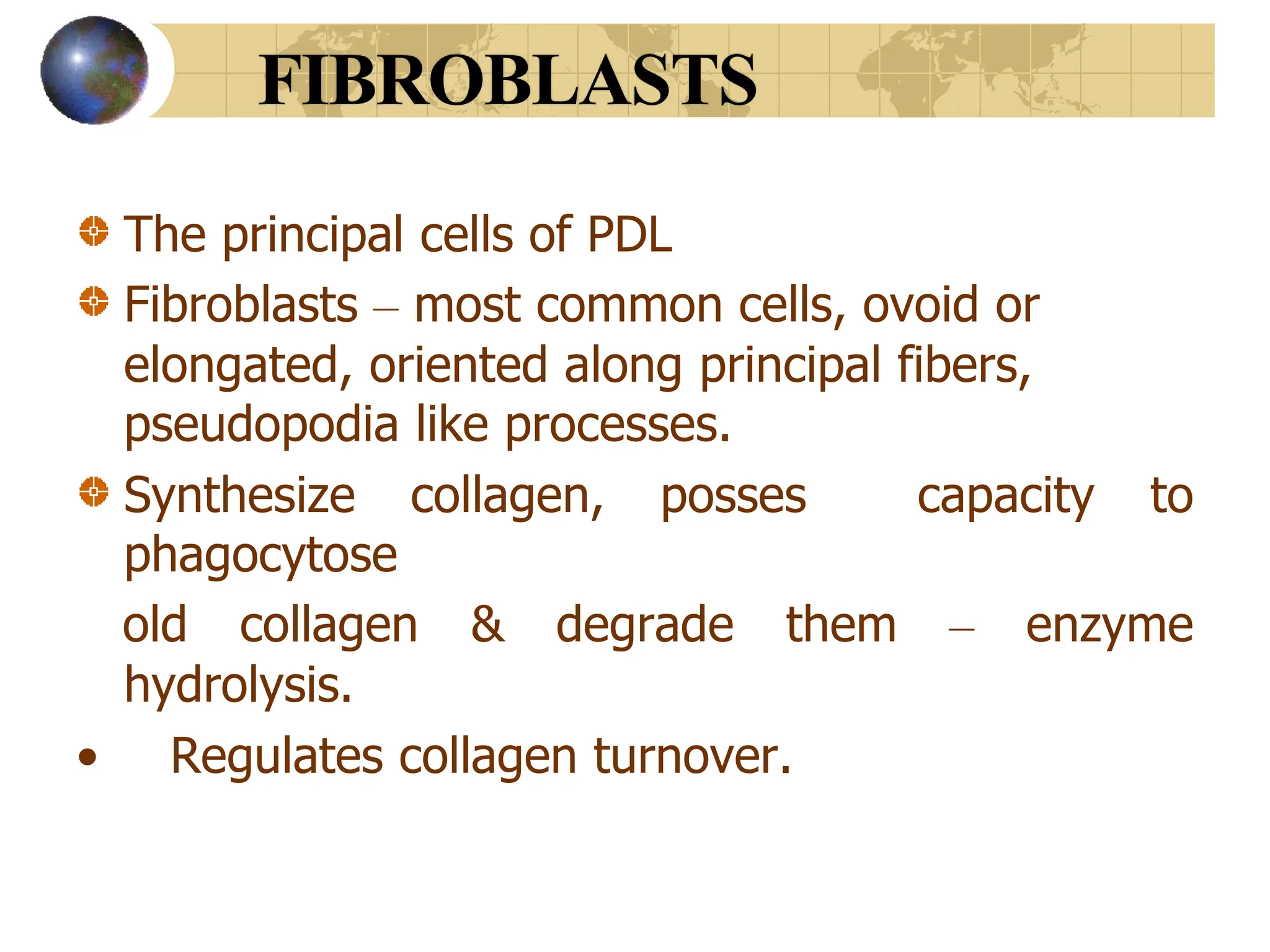 pdl.ppt periodontal ligament ppt from periodontics | PPT