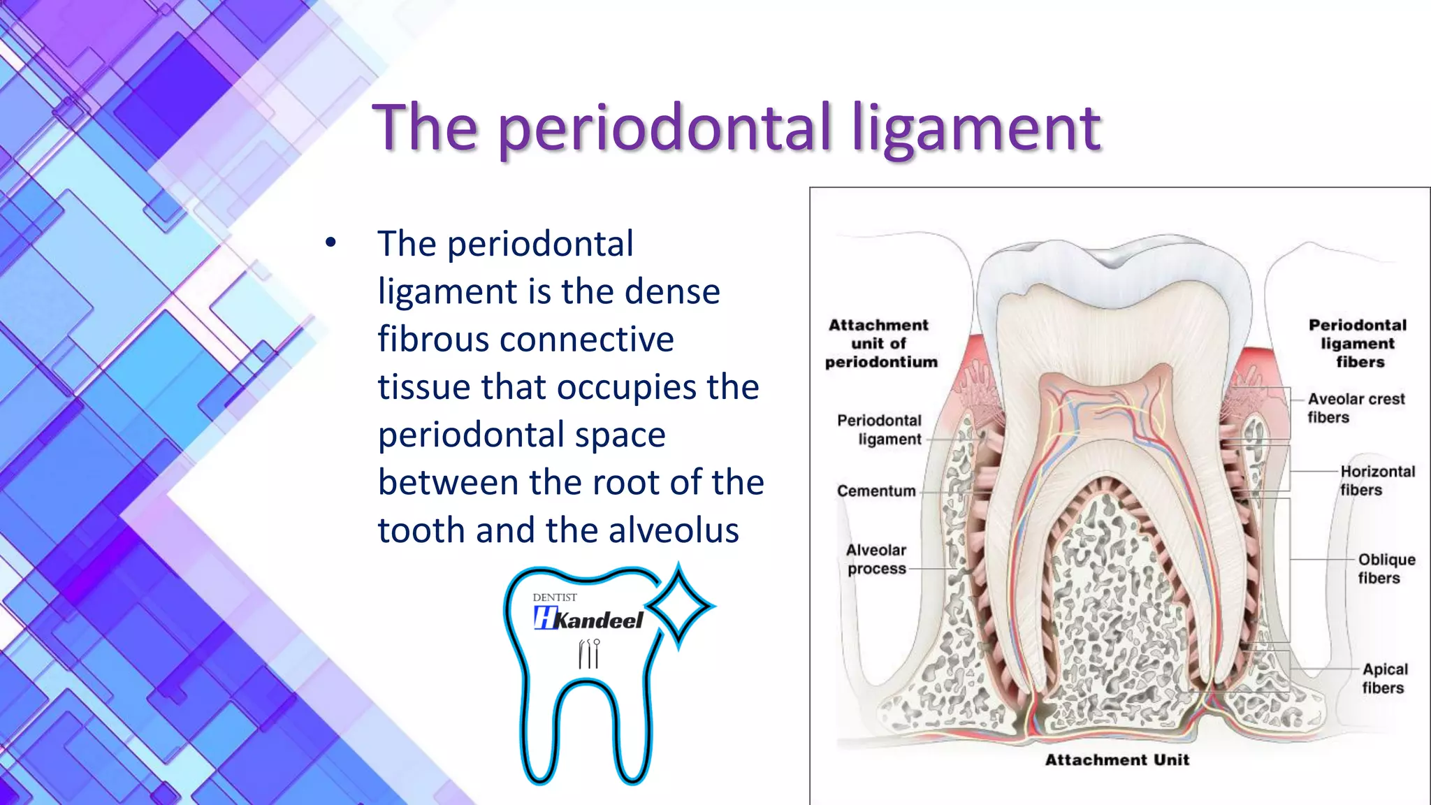 Periodontal Ligaments | PDF | Dental Health | Diseases and Conditions