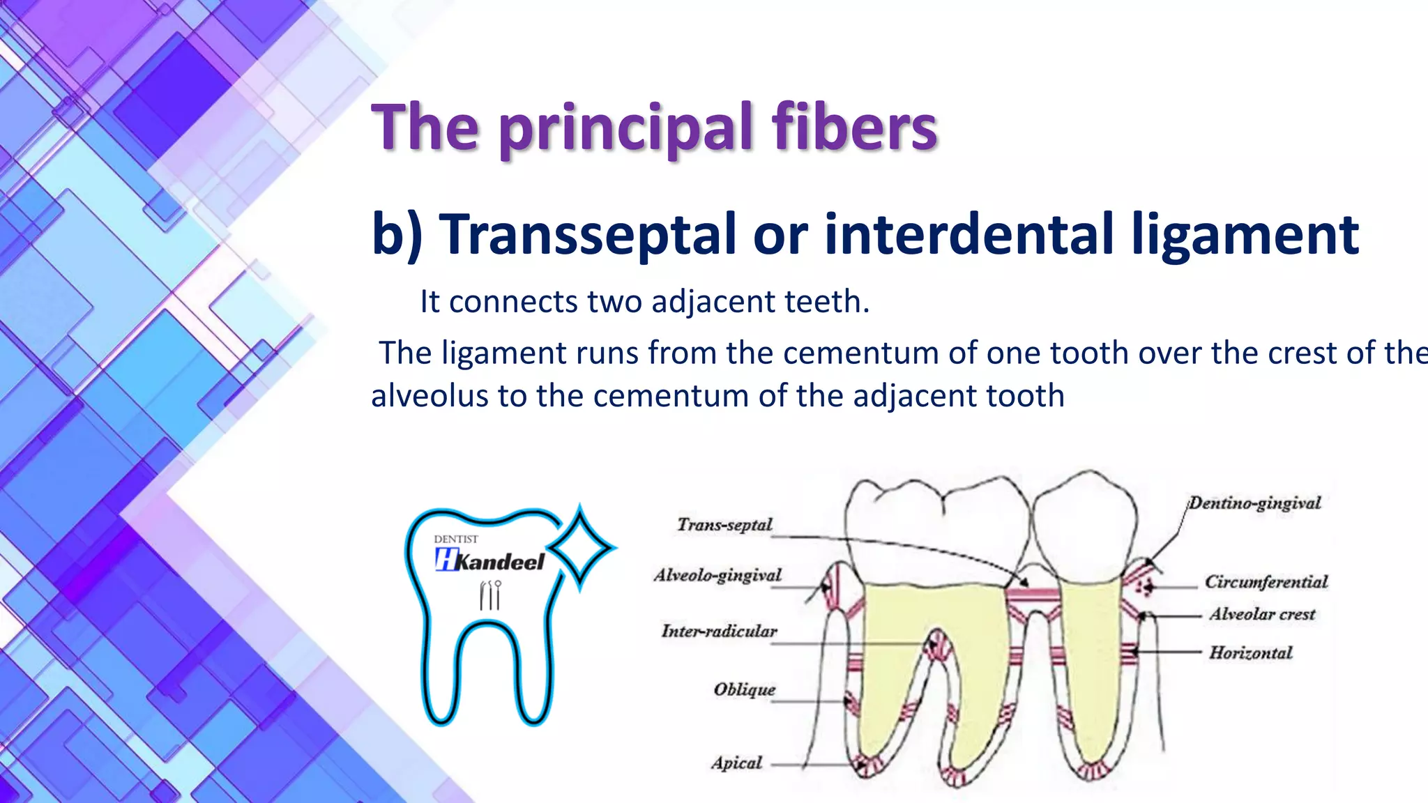Periodontal Ligaments | PDF | Dental Health | Diseases and Conditions