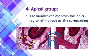 Periodontal Ligaments | PDF