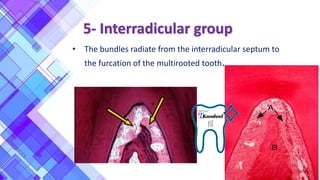 Periodontal Ligaments | PDF | Dental Health | Diseases and Conditions