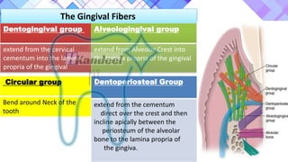Periodontal Ligaments | PDF | Dental Health | Diseases and Conditions