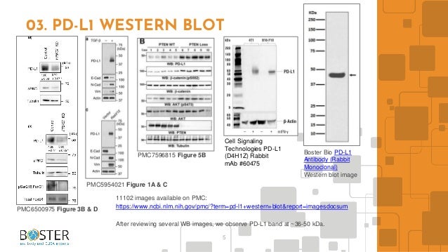 Learn PD-L1 in 3 minutes | Programmed cell death 1 ligand 1, CD274, B7 ...
