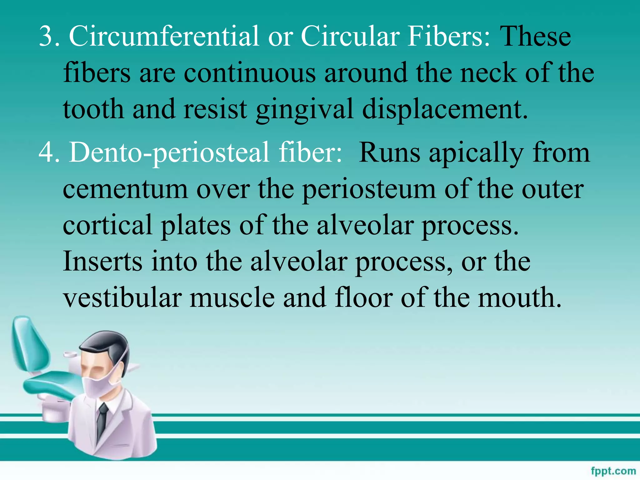 Periodontal ligament : accessory fibers | PPTX