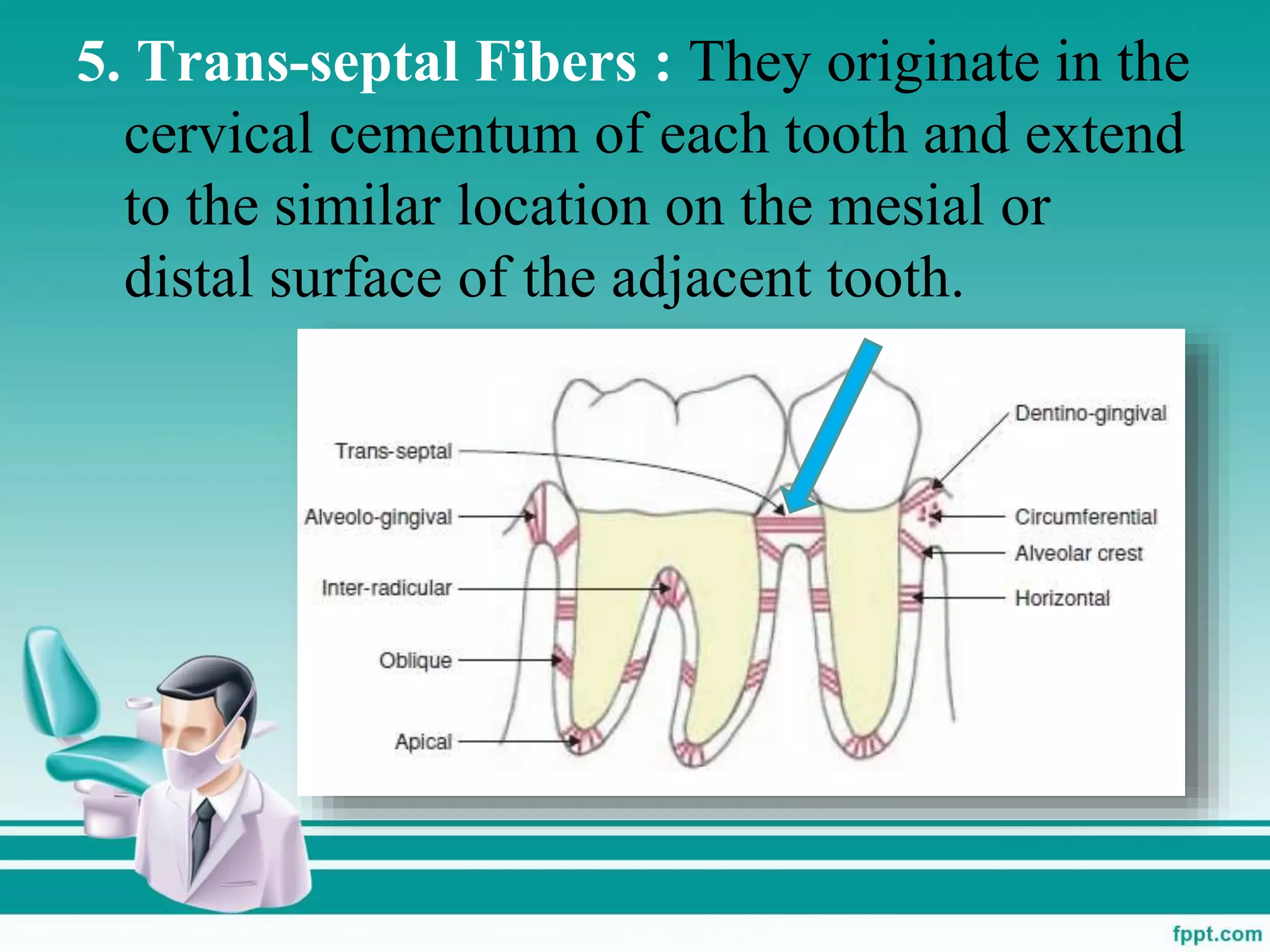 Periodontal ligament : accessory fibers | PPTX