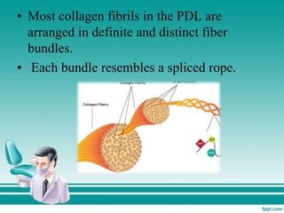 Periodontal ligament : accessory fibers | PPTX | Dental Health ...