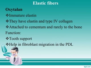 Periodontal ligament : accessory fibers | PPTX | Dental Health ...
