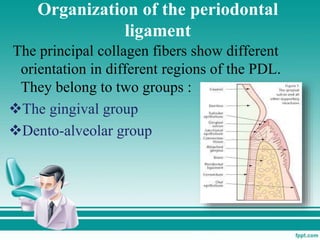 Periodontal ligament : accessory fibers | PPTX