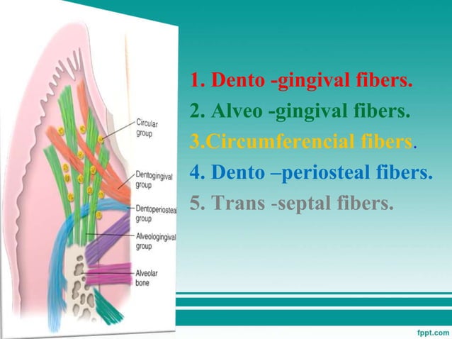 Periodontal ligament : accessory fibers | PPTX | Dental Health ...