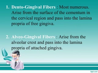 Periodontal ligament : accessory fibers | PPTX | Dental Health ...