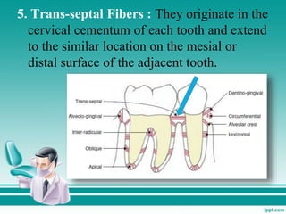 Periodontal ligament : accessory fibers | PPTX | Dental Health ...