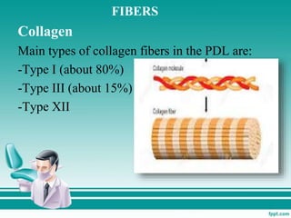 Periodontal ligament : accessory fibers | PPTX | Dental Health ...