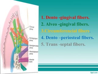Gingival Fiber