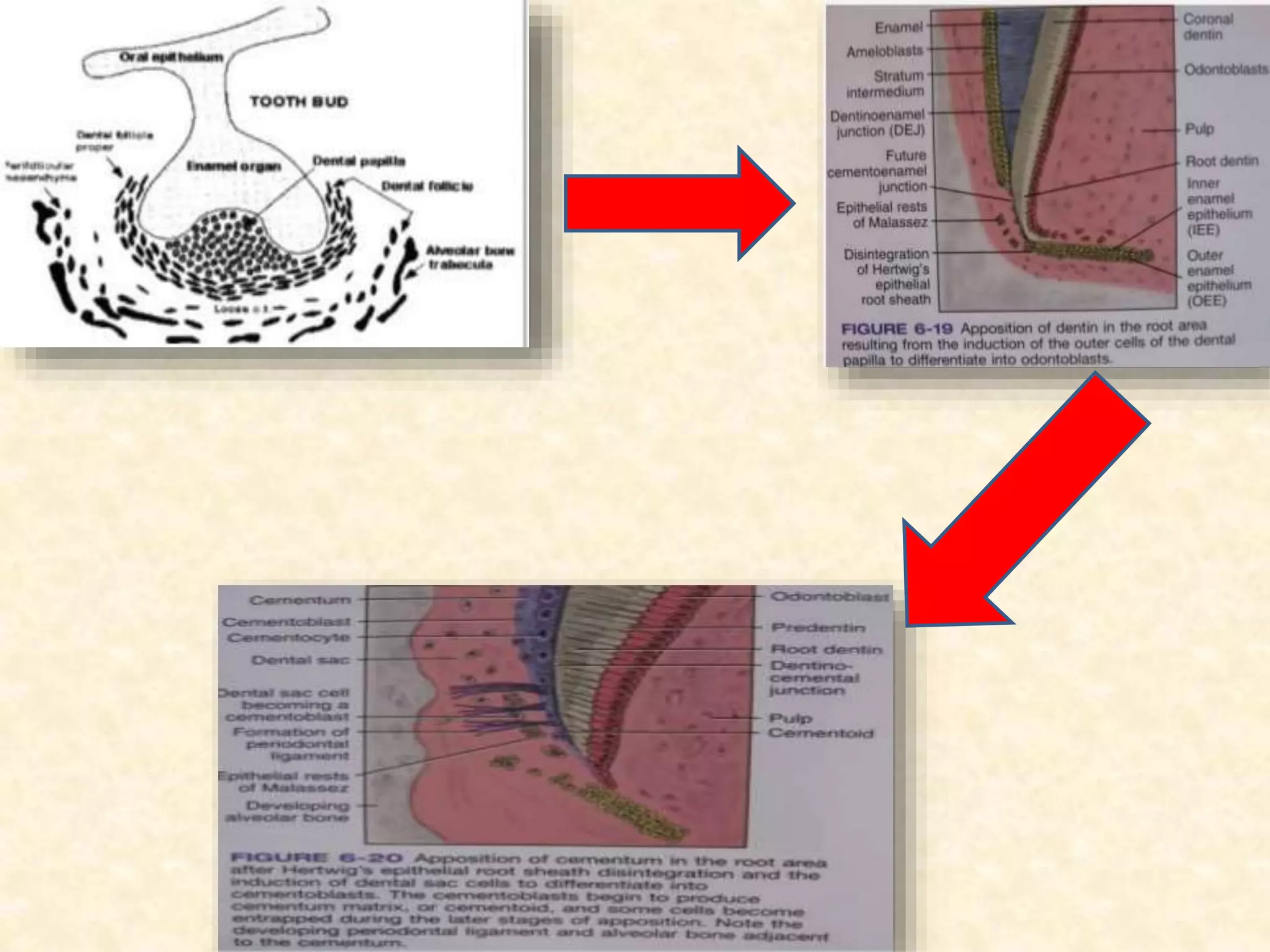 Pdl and its clinical considerations (2) | PPTX
