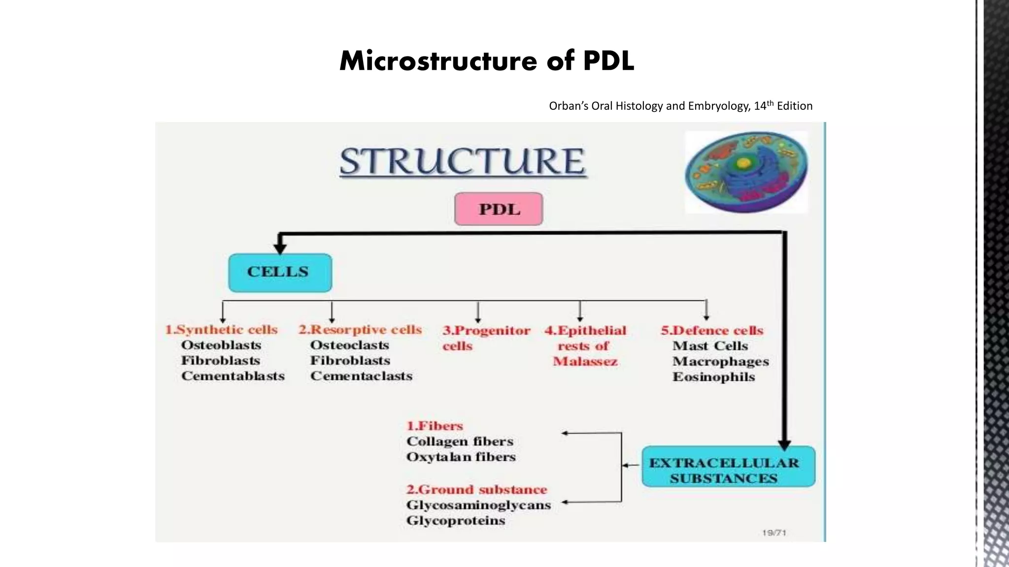 Ultra Structure And Function Of Pdl Pptx