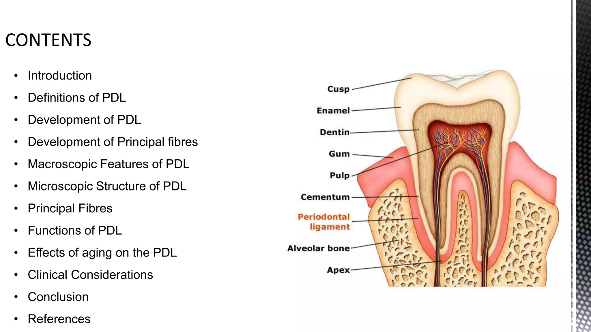 Ultra Structure And Function Of Pdl Pptx