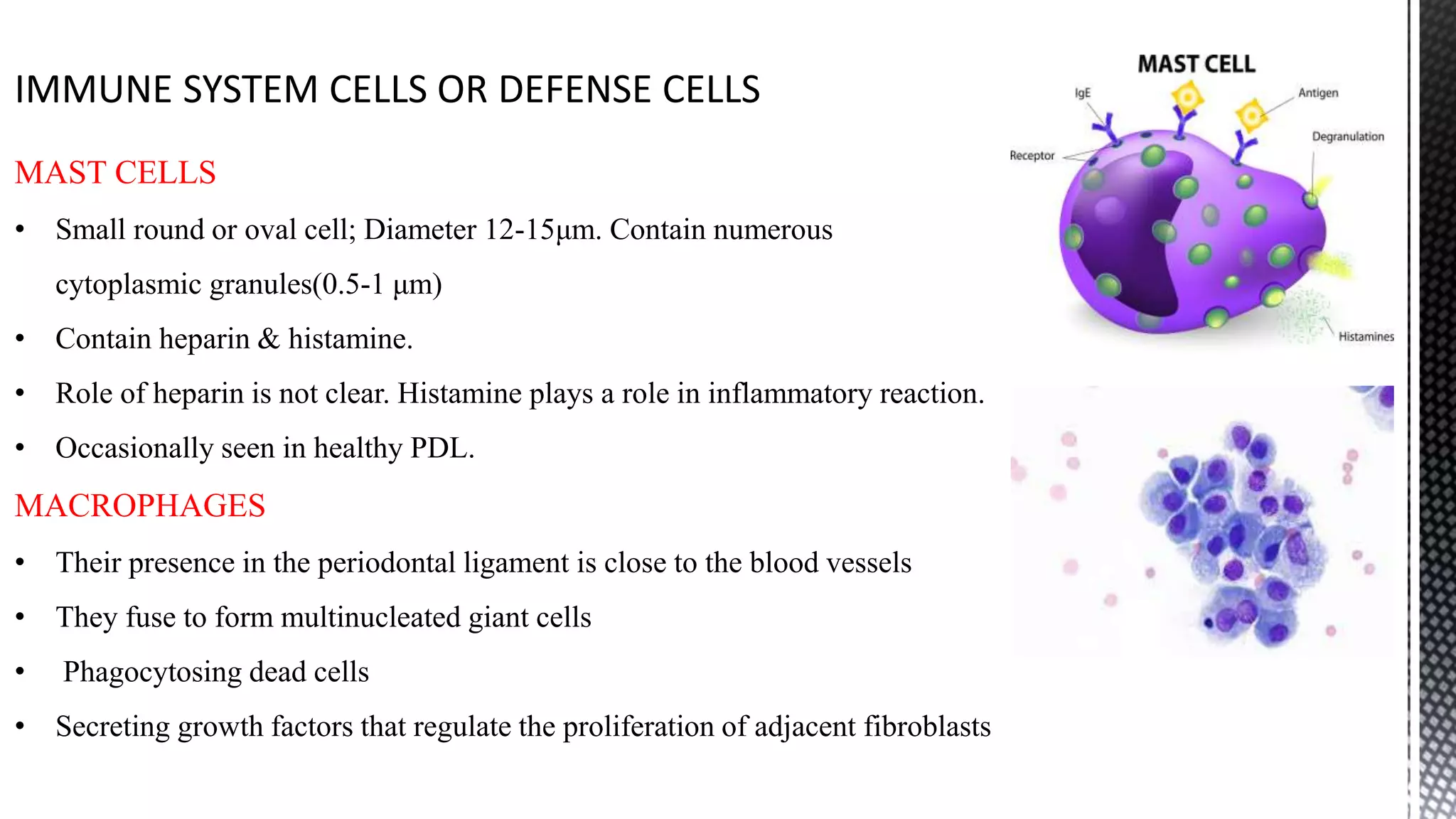 Ultra Structure And Function Of Pdl Pptx