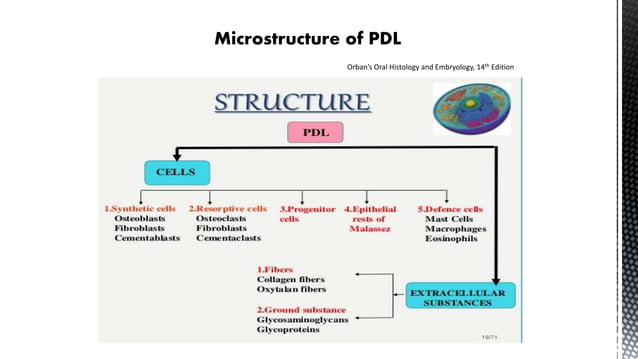 Ultra structure & function of PDL | PPTX | Dental Health | Diseases and ...