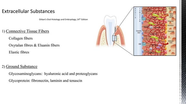 Ultra Structure And Function Of Pdl Pptx Dental Health Diseases And Conditions