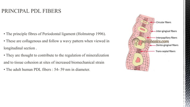 Ultra structure & function of PDL | PPTX | Dental Health | Diseases and ...