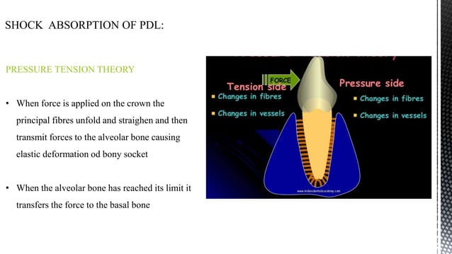 Ultra structure & function of PDL | PPTX | Dental Health | Diseases and ...