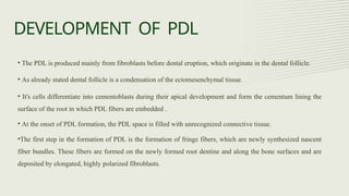 PERIODONTAL LIGAMENT - Development, Principal Fibres, Functions, Blood ...