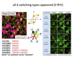 3D PFM PDMs | PPTX | Physics | Science