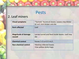 Pests and Diseases of Greenhouse sweet peppers in Mauritius | PPTX