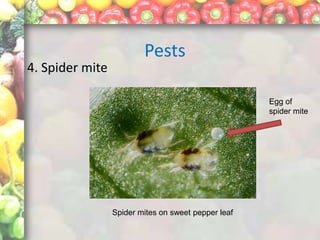 Pests and Diseases of Greenhouse sweet peppers in Mauritius | PPTX