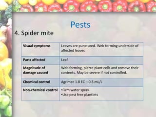 Pests and Diseases of Greenhouse sweet peppers in Mauritius | PPTX