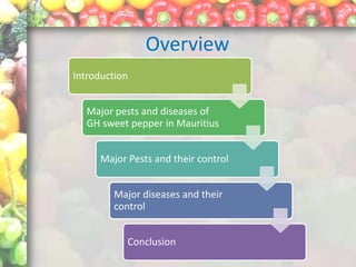 Pests and Diseases of Greenhouse sweet peppers in Mauritius | PPTX