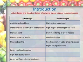 Pests and Diseases of Greenhouse sweet peppers in Mauritius | PPTX