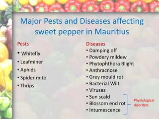 Pests and Diseases of Greenhouse sweet peppers in Mauritius | PPTX