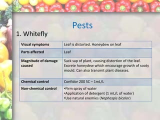 Pests and Diseases of Greenhouse sweet peppers in Mauritius | PPTX