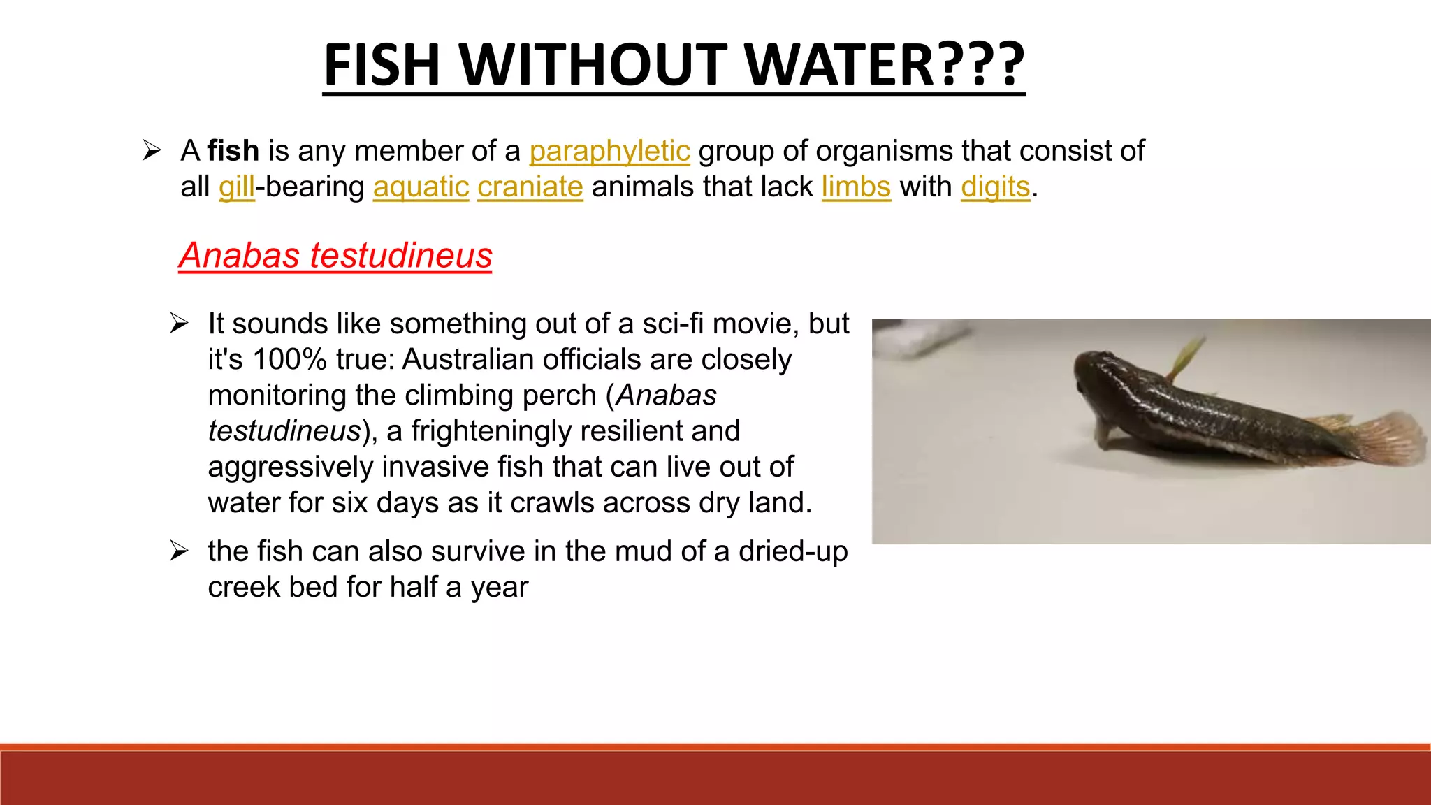 fish out of water | PPTX