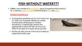 fish out of water | PPTX