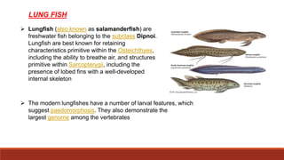 fish out of water | PPTX