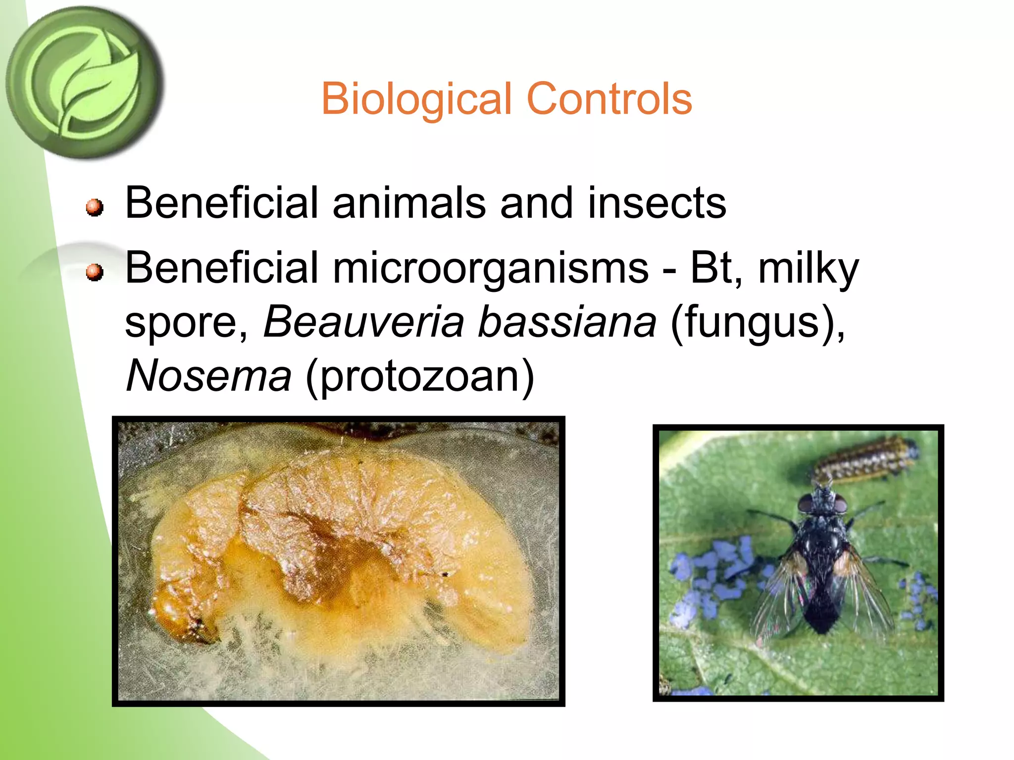 Organic pest management | PPTX