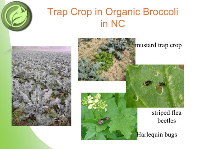 Organic pest management | PPTX