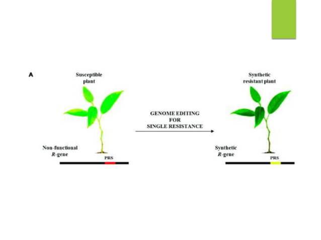 Disease resistance in plants | PPTX | Gardening | Home & Garden
