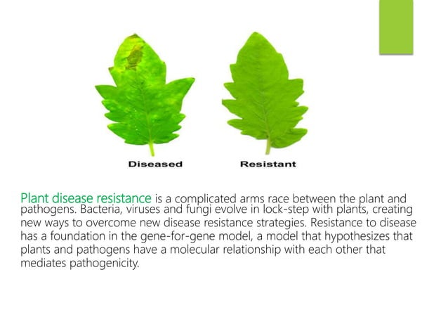 Disease resistance in plants | PPTX | Gardening | Home & Garden