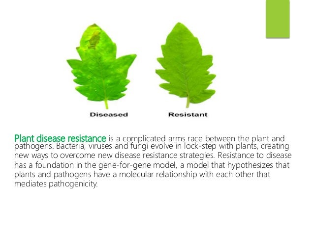Disease resistance in plants